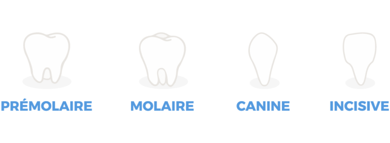 Les dents - APESAL